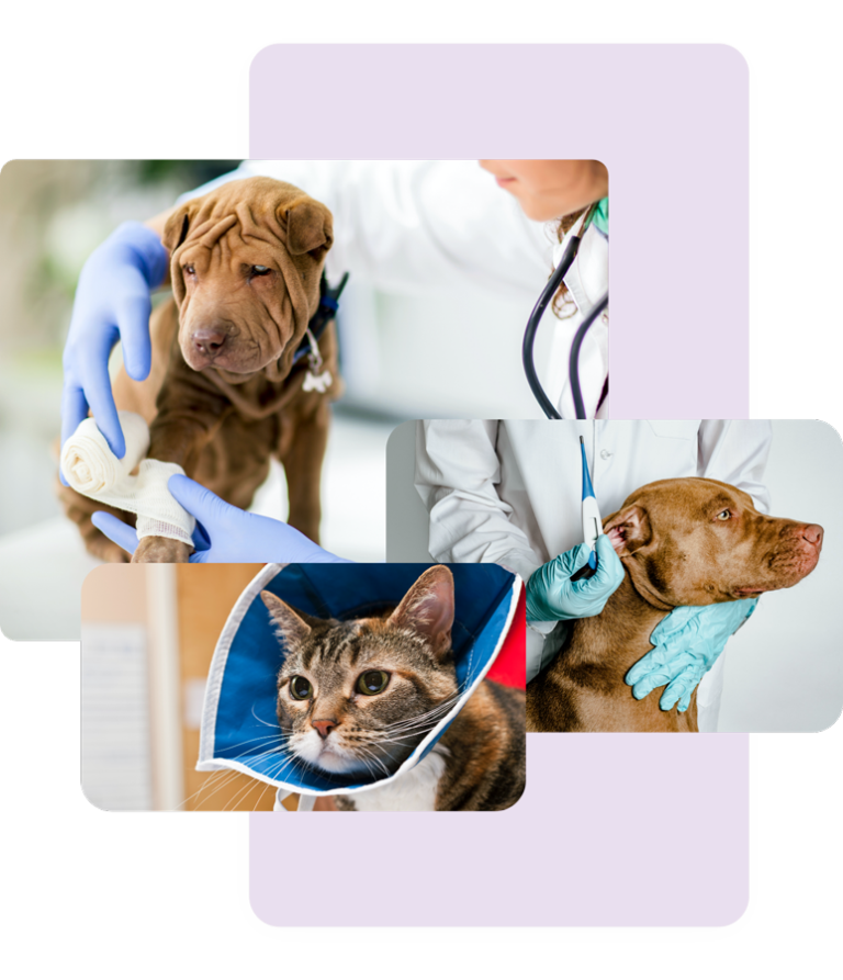 Home - Veterinary Instrumentation